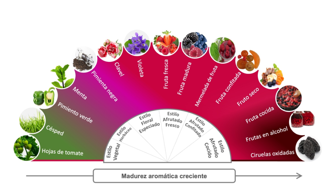 La madurez aromática de la uva es la mayor responsable de la tipicidad ...